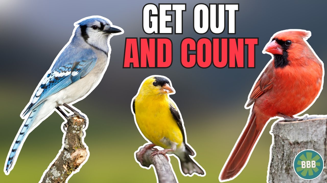 The Great Backyard Bird Count (GBBC). Everything You NEED to KNOW!