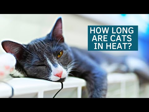 Long Cat Heat Cycles: How Long Are Cats in Heat?