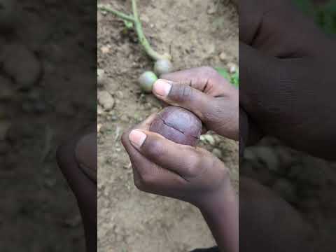 Enjoying passion fruit #farmer #farming #satisfying #food