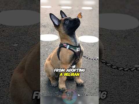 The Things I Have Learned from Adopting a Belgian Malinois #shorts #dog #doglover #belgianmalinois