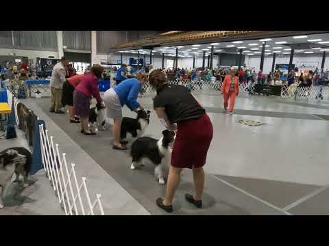 AKC Dog Show at the Florida State Fair Grounds