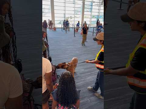 Carnival Cruise ๐ณ๏ธNarcotics K-9๐ Checking Bags @ Port of Miami #cruisenews #carnivalcruise #cruise