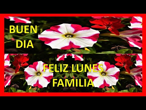 💥✨ BUEN DÍA FELIZ DÍA LUNES FAMILIA ✨💥