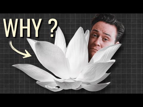 Why is it called "The White Lotus"? The Hidden Symbolism behind the Title of the HBO Series