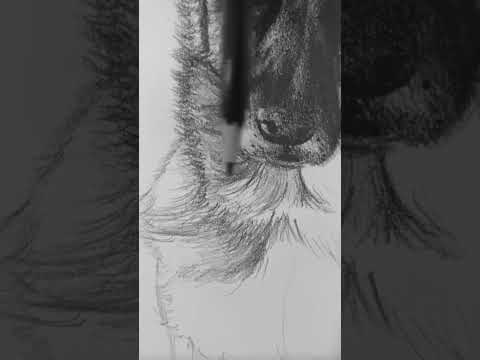 Drawing My Dog #art #drawing #sketch #artist #dog #dogart #creative #artsy #fun #pencildrawing