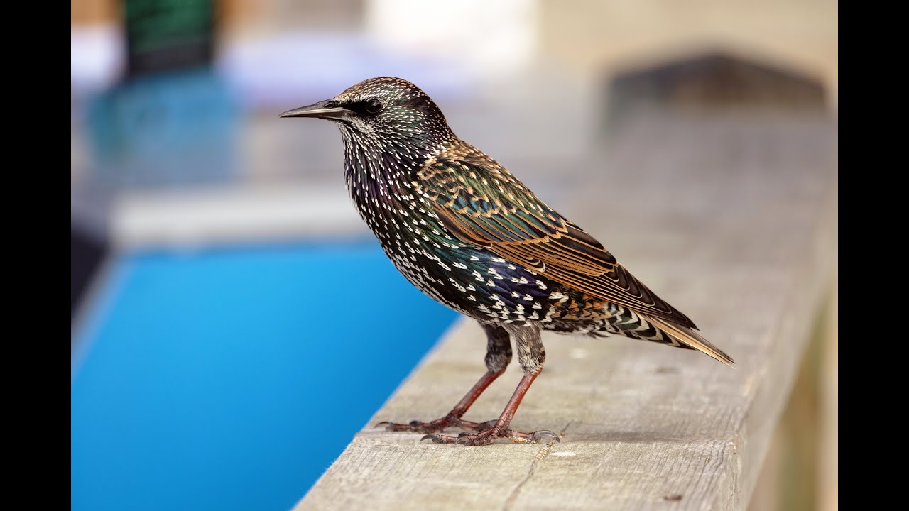 Starlings Unveiled: Discovering the Wonders of these Avian Marvels