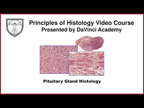 Pituitary Gland Histology [Endocrine Histology 1 of 2]