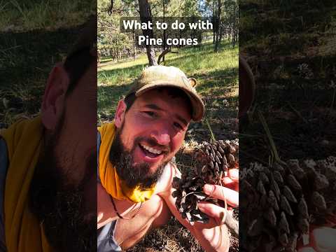 What to do with Pine Cones!?