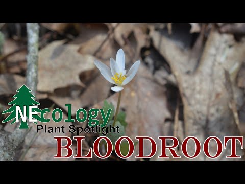 NEcology Plant Spotlight - Bloodroot