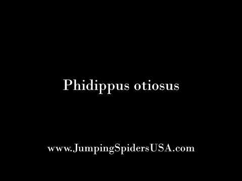 How to Pronounce Phidippus Otiosus - aka Canopy Jumping Spider