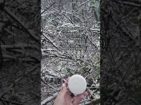What do trees sounds like during snowfall?