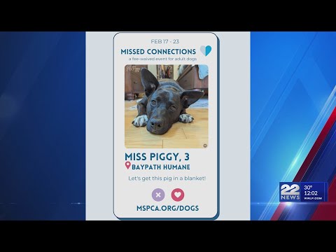 MSPCA to waive adoption fees this weekend