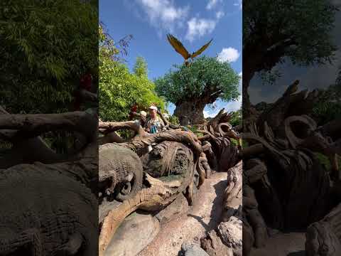 Animal Encounters: Winged Encounters – The Kingdom Takes Flight #wdw #animalkingdom