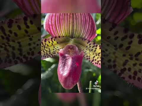 Orchid Escape, Olbrich Gardens, February 2023