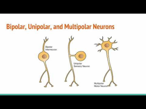 Behavioral Neuroscience - Introduction