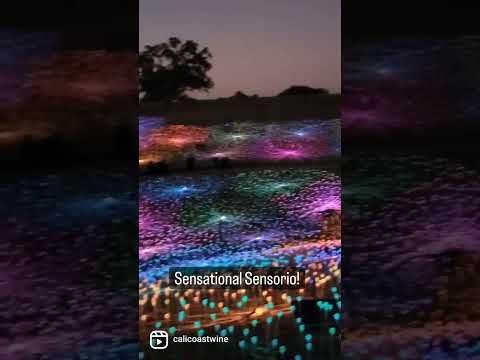 Sensorio Field of Lights in Paso Robles is sensational, even the second time around!