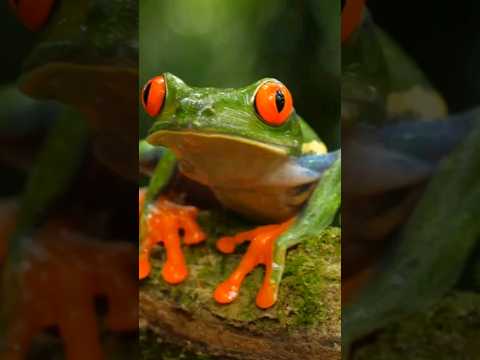 Surviving in the Trees: The Adaptations of the Red-Eyed Tree Frog