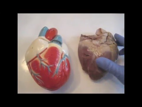 Heart Dissection