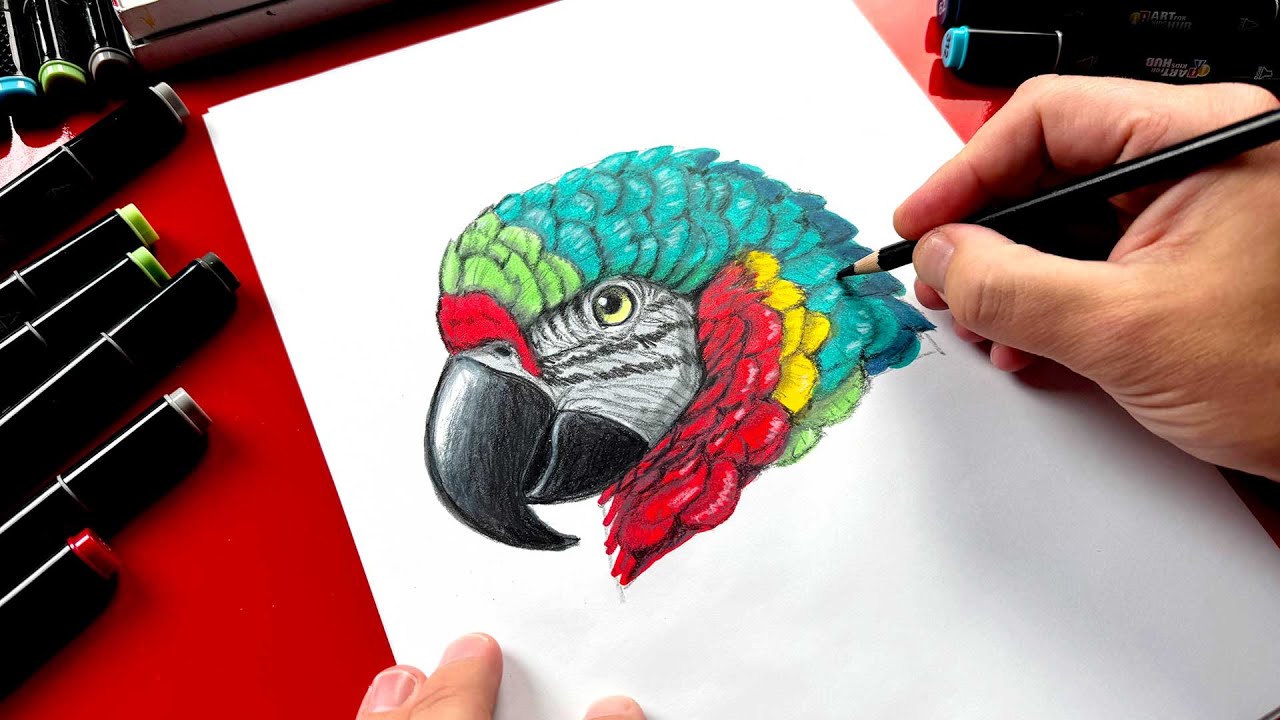 How To Draw A Realistic Parrot - Advanced