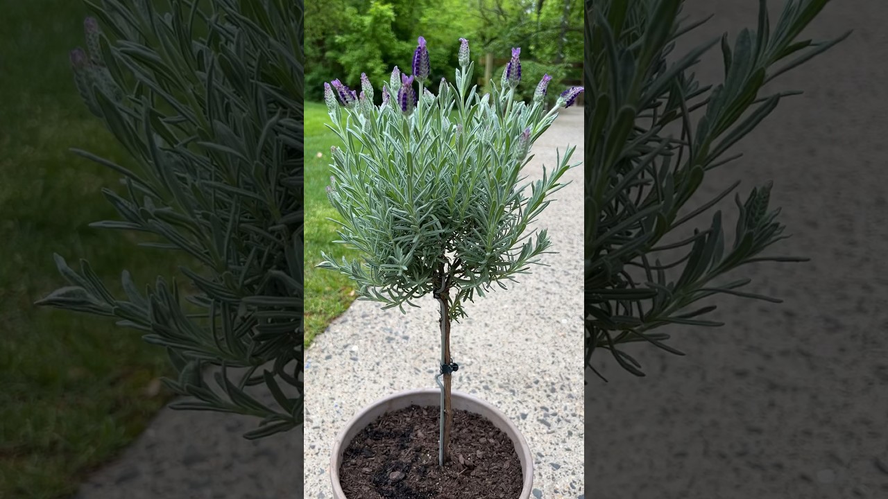 PRUNING LAVENDER PLANT TO MAKE A TREE/ TOPIARY #lavender #mothersdaygift #gardening #garden #herbs