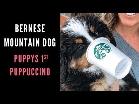 Bernese Mountain Dog: Puppy First Starbucks Puppuccino