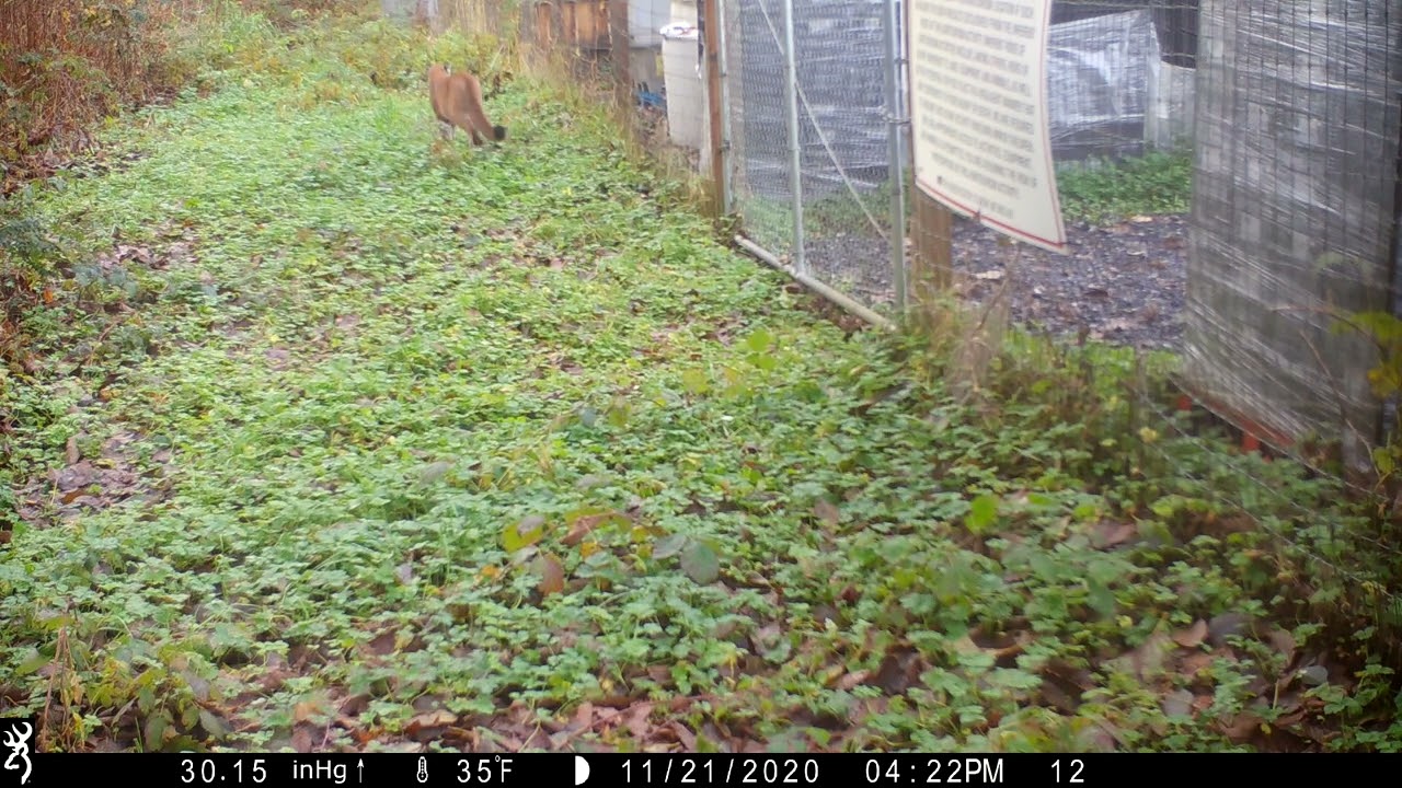 Mountain Lion, Paradise Valley Conservation Area, Woodinville, WA, USA - November 2020
