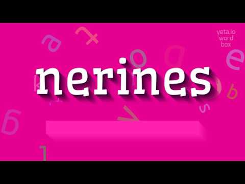 NERINES - HOW TO SAY NERINES?