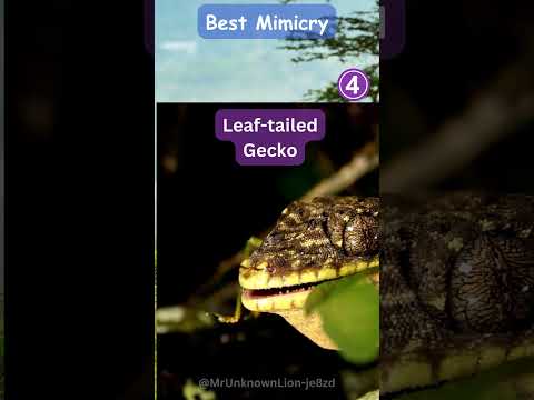 Top 5 Best Examples of Animal Mimicry in Nature