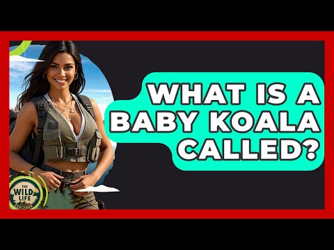 What Is A Baby Koala Called? - The Wild Life Explorer