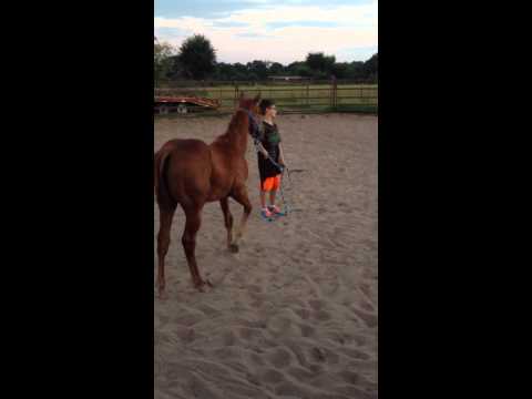 Halter breaking weanlings