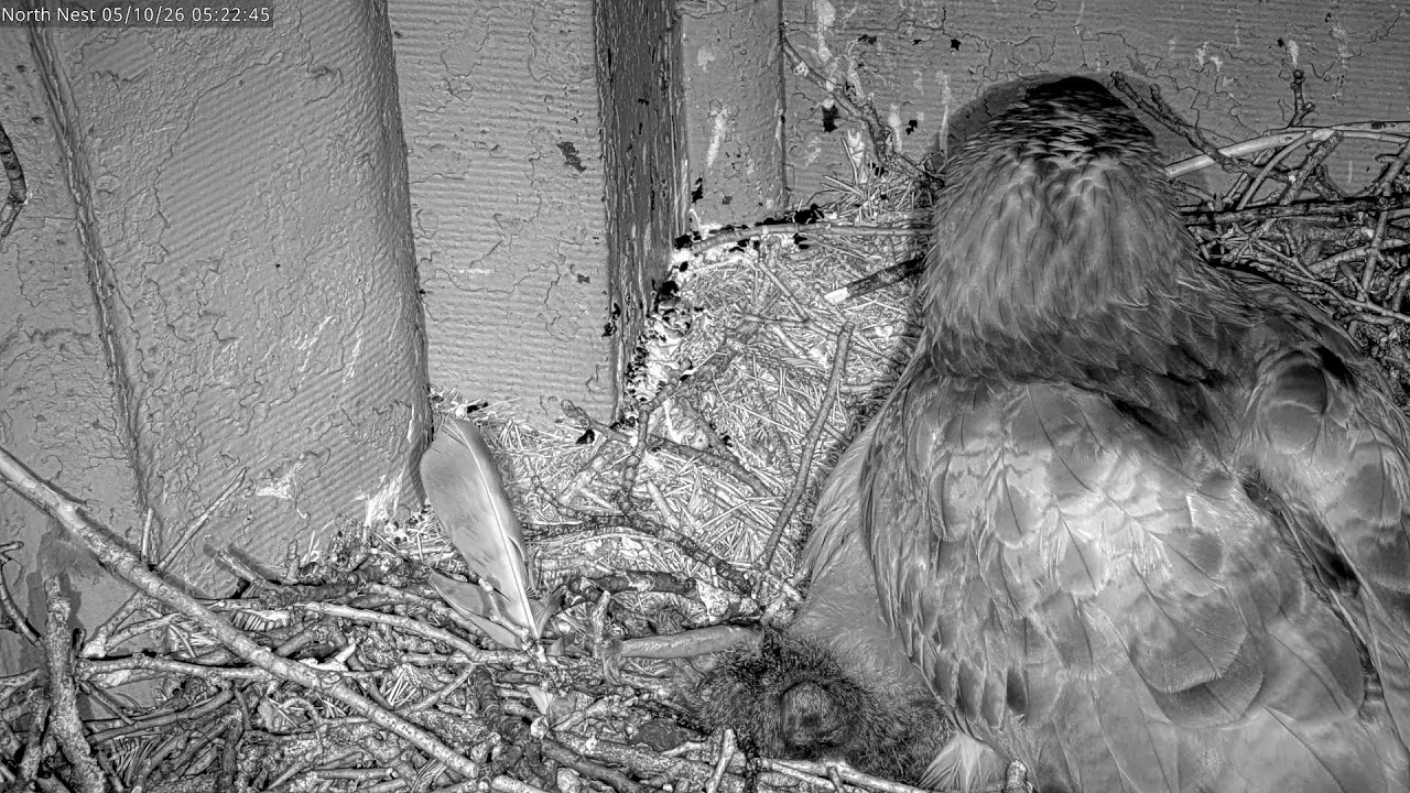 HAPPY HATCH OR6 and OR7--North Archway--SU Red-tailed Hawk Nest PTZ Cam