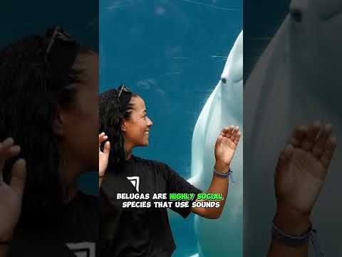 10 Interesting Facts about Beluga Whales