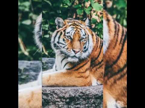 Top 7 Wild Animal Wallpapers!