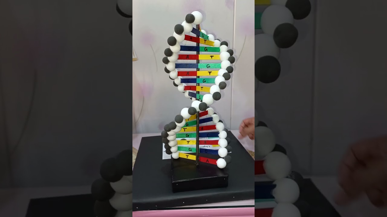 DNA Model