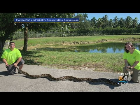 Officials Find, Remove One Of The Largest Pythons Ever Caught