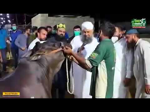Owais Raza Qadri VISIT CATTLE FARM 2021 New Cow 2021