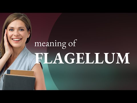 Flagellum | FLAGELLUM definition