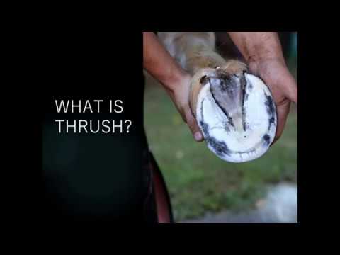 Equine Thrush (Webinar)