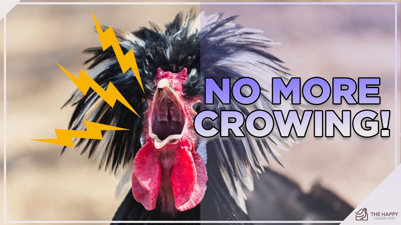 How To Deal With A Loud Rooster