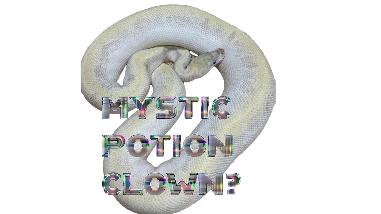 Is this boy a mystic potion clown? - Ball Pythons - MorphMarket Reptile ...