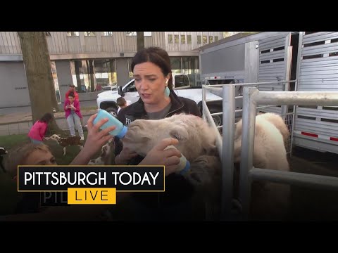 The Barnyard Petting Zoo visits the PTL Studios | Take Your Child to Work Day