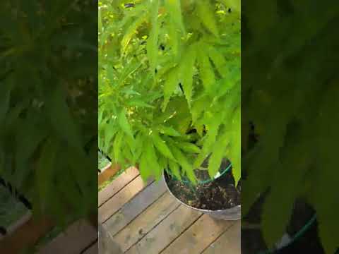 Legal recreational Mary Jane in Minnesota #weed #420 #medicine #motherearth #minnesota