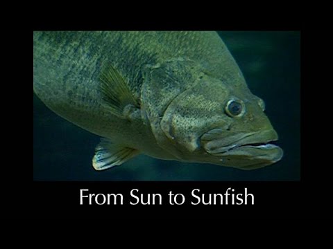 Aquatic Communities Summary Overview - L5.0 CCE