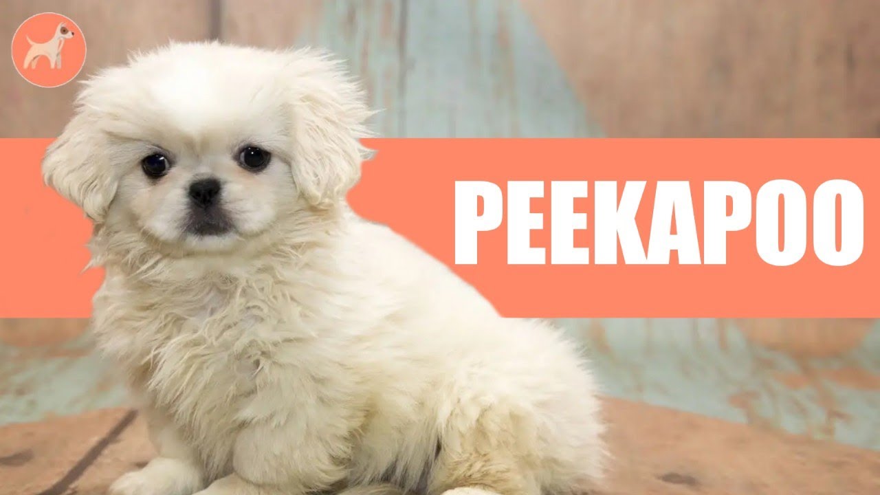 Pekingese and Poodle Mix (Peekapoo): Things to Know Before Getting One