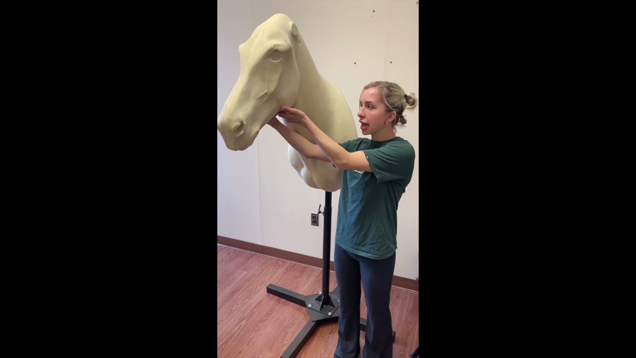 Locating and Examining the Major Palpable Lymph Nodes & Arteries of the Equine Head