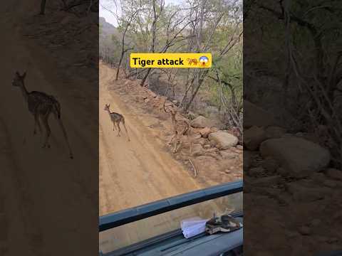 Tiger Attack | Ranthambore National park | wild and nature #tiger #jungle #wildlife #viral #nature