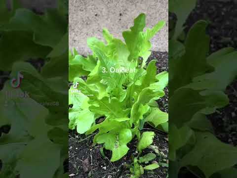 Seven varieties of lettuce.