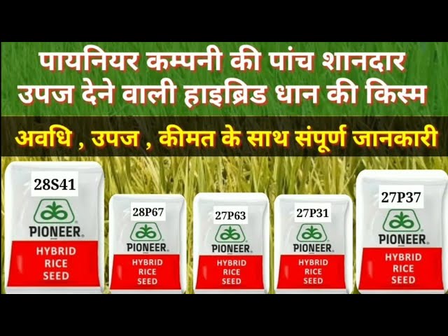 Paddy Seeds - Buland 5050 Paddy Seeds Hybrid Paddy Signet Wholesaler ...