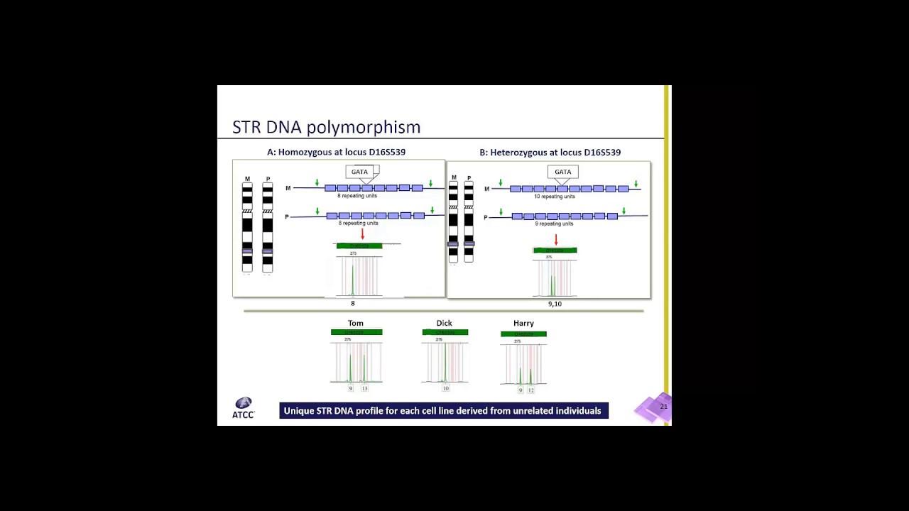 Do You Trust Your Cells? STR Profiling for Human Cell Line Authentication Webinar