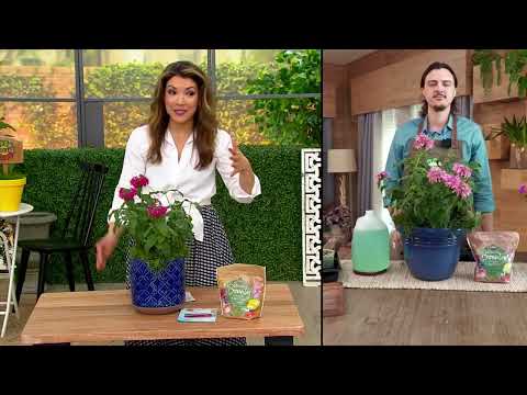 Roberta's 6-Piece Monarda Balmy Beebalm Live Plants on QVC